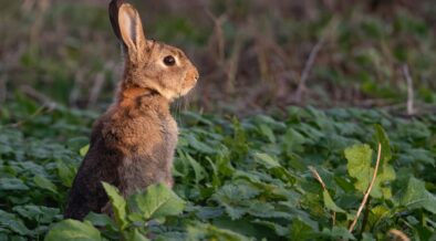 Das Verschwinden der Rammler - stuz.de